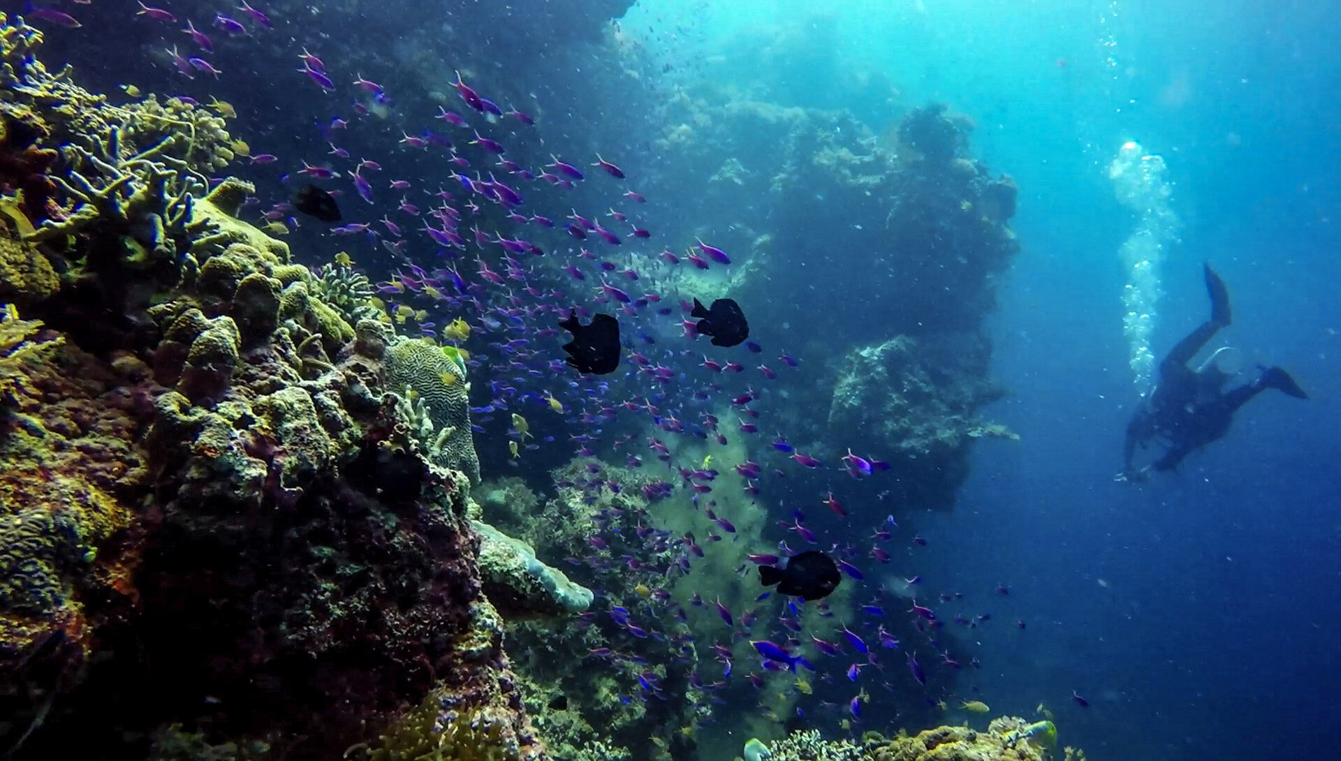 Scuba Diving (Bohol, Philippines) | Choose Your Adventure