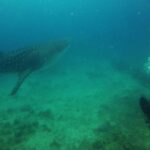 Scuba Diving (Oslob, Philippines) | Choose Your Adventure