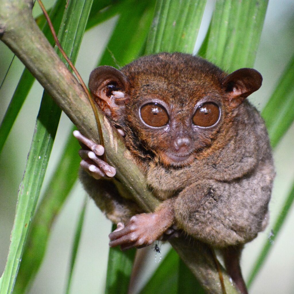 Philippine Tarsier Sanctuary (Bohol, Philippines) | Choose Your Adventure