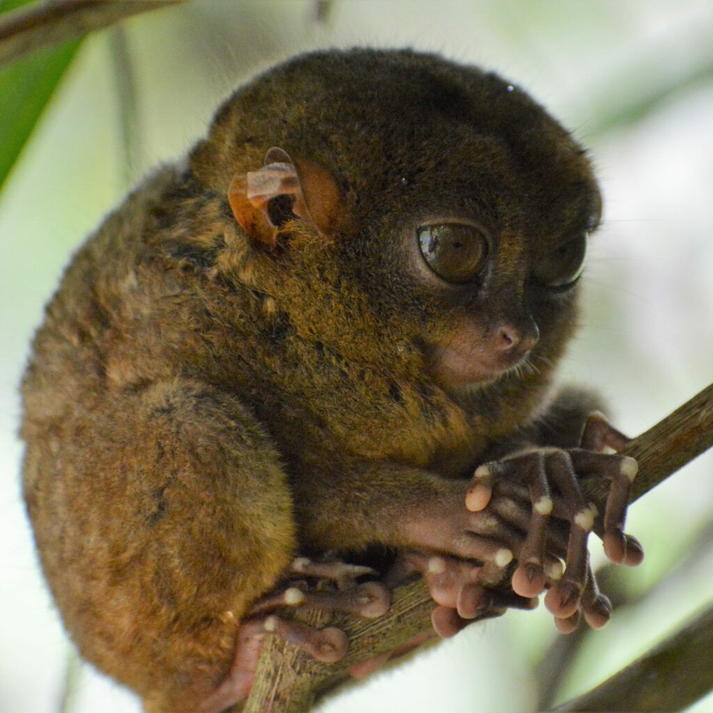 Philippine Tarsier Sanctuary (Bohol, Philippines) | Choose Your Adventure