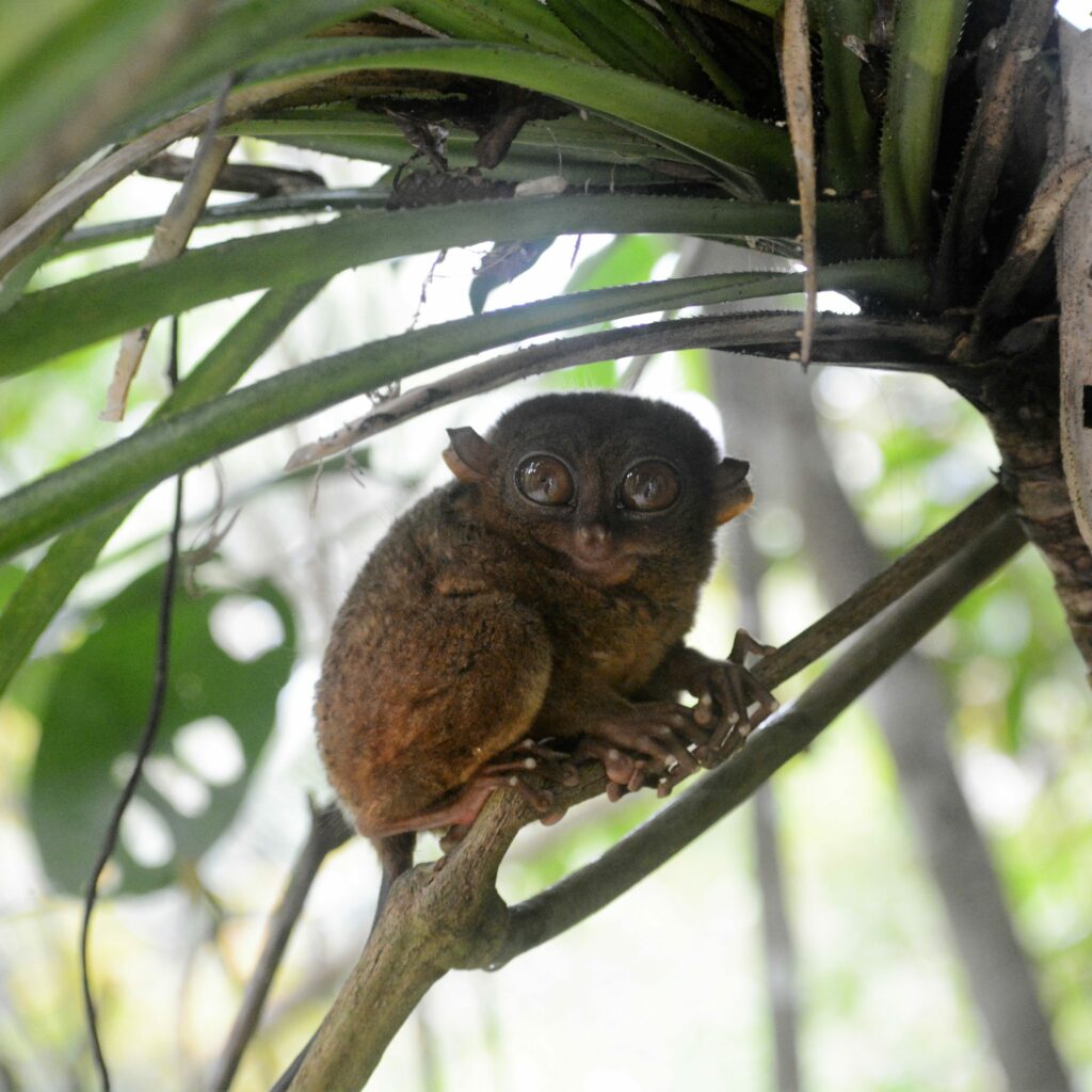 Philippine Tarsier Sanctuary (Bohol, Philippines) | Choose Your Adventure