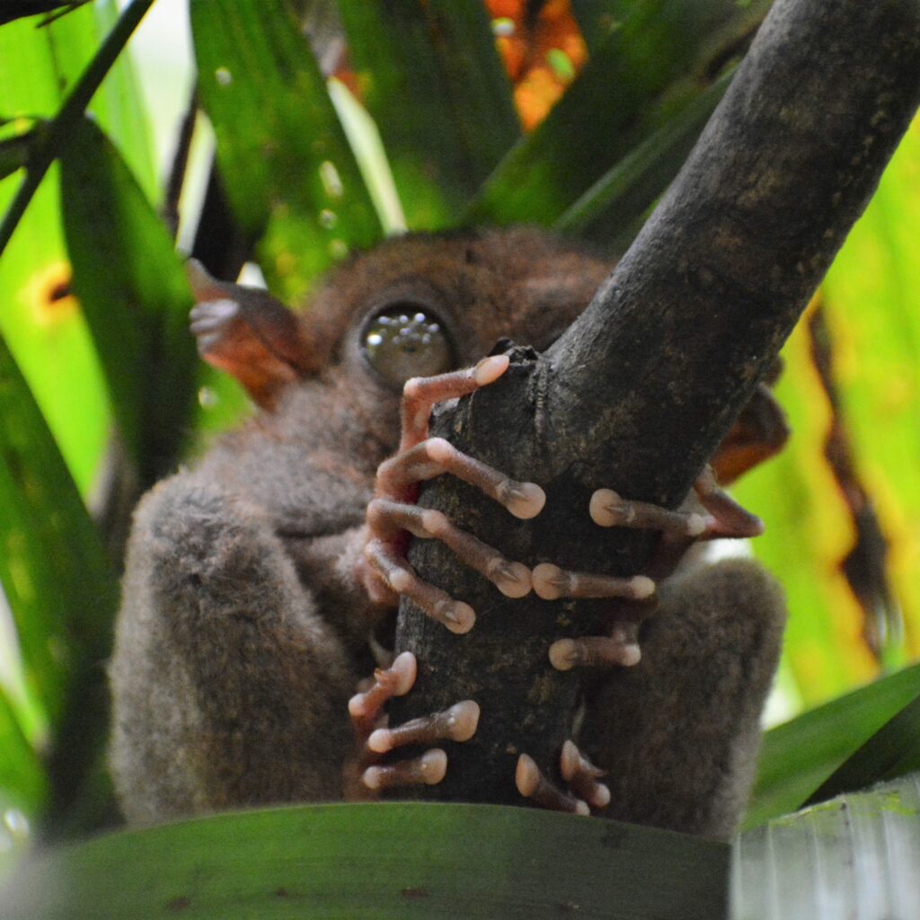 Philippine Tarsier Sanctuary (Bohol, Philippines) | Choose Your Adventure
