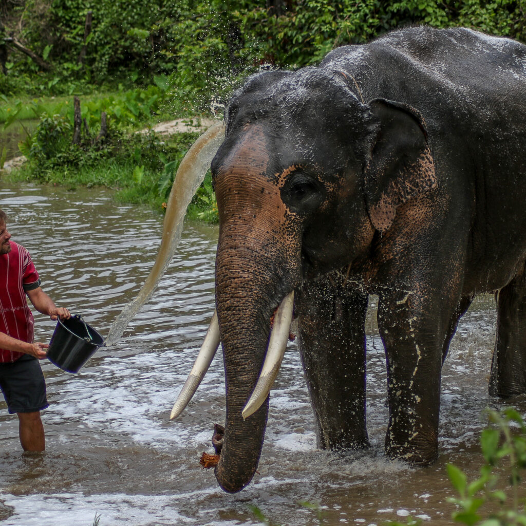Karen Tribe Native Elephants (Chiang Mai, Thailand) | Choose Your Adventure