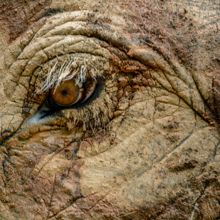 Karen Tribe Native Elephants (Chiang Mai, Thailand) | Choose Your Adventure