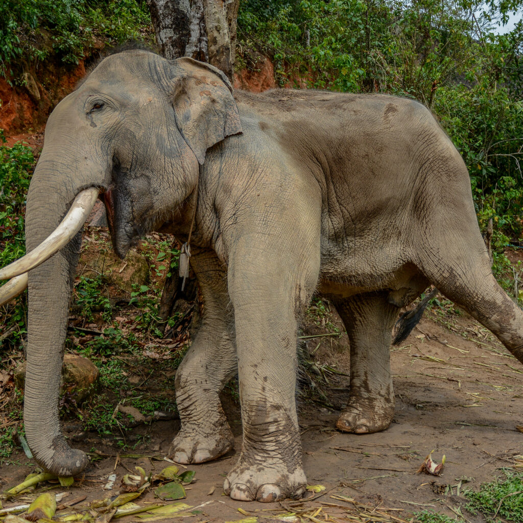 Karen Tribe Native Elephants (Chiang Mai, Thailand) | Choose Your Adventure